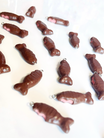 Mini Chocolate Fish Polymer Clay Earrings | Silverstar.nz – silverstar.nz
